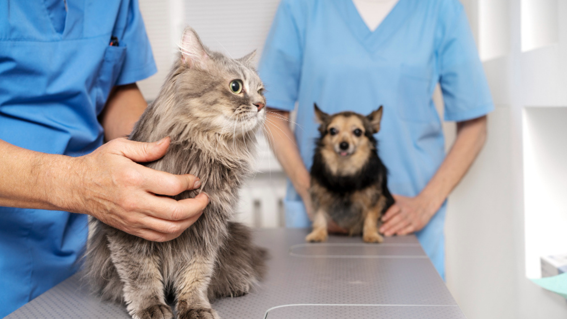 Pet Hospitalization In Tryon, NC 28782 | All Seasons Veterinary Hospital