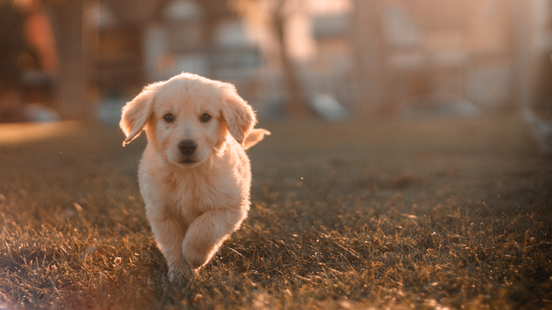 How To Videos All Seasons Veterinary Hospital