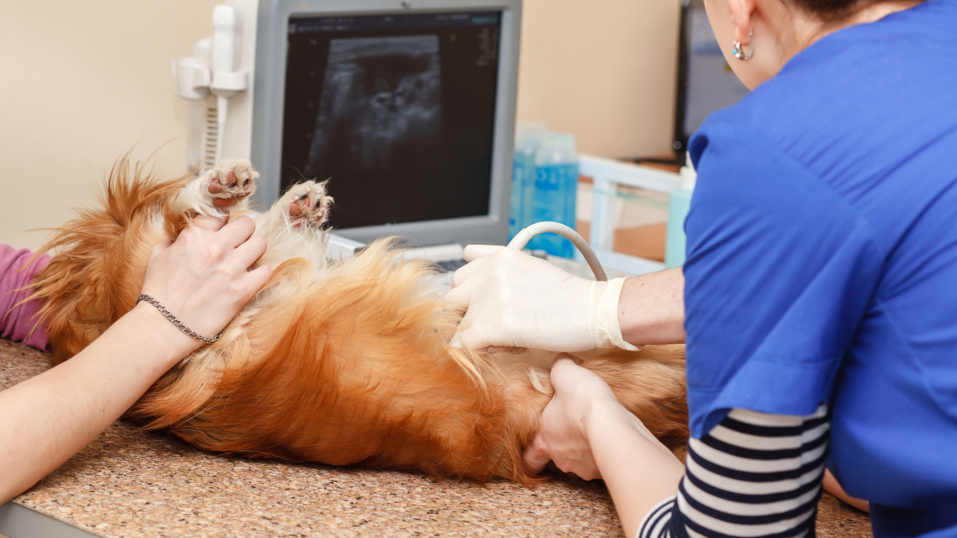 Pet Full Body Digital X-Ray In Tryon, NC 28782 | All Seasons Veterinary ...